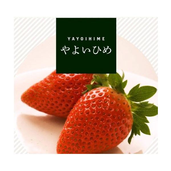 「やよいひめ」は群馬県で育成されたイチゴの品種です。群馬県から出荷されるイチゴの8割をやよいひめが占めている、群馬を代表するいちごです。とねほっぺ（群馬県育成品種）ととちおとめ（栃木県育成品種）を交配させた系統品種に、とねほっぺを交配させた...