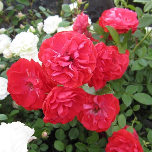 色鮮やかなミニバラのツリー仕立てです。小輪ディープカップ咲きのポリアンサの代表種です。別名「モスダッグ」。ディック・コースターの変異種で、赤色のスプレー咲きがとても鮮やか。耐寒性・耐暑性が強く、耐病性もあります。花つきのよい四季咲き性でよく...