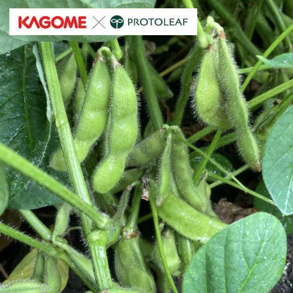 「野菜がどうやって育つのか知ってほしい。野菜の旬を通して季節感を味わってほしい。そこには、野菜が食卓に届くまでのドラマがあるから」のカゴメの家庭園芸シリーズの枝豆。おいしい野菜を食べようと思ったら、採れたてがいちばん。枝豆は初心者でも育てや...