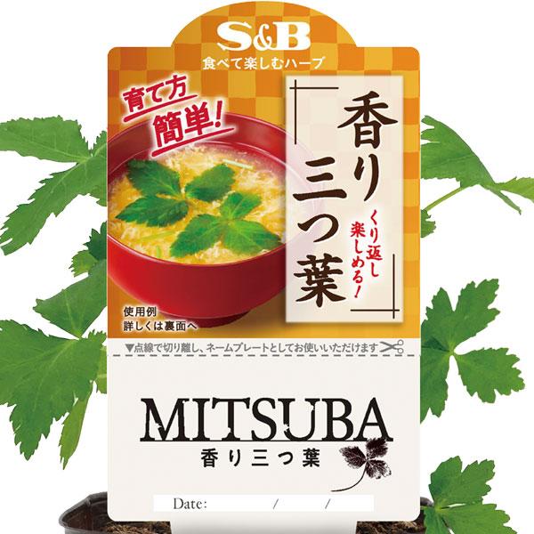 エスビー食品が30年にわたり全国でハーブを生産してきたノウハウを活かし、研究を重ねた品種から選び抜いたハーブの苗です。香り三つ葉は花が咲くのが遅いため（晩抽性）、三つ葉ならではの香りの良い葉茎を長期間収穫することが出来る品種です。摘み取って...