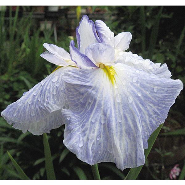 洗練された色彩が美しい花菖蒲（ハナショウブ）。アヤメ科の多年生植物で、水辺に生え5〜6月に大きな美しい花を咲かせます。稲作と深く結びついた季節の花で、梅雨の到来を鮮やかに告げます。花茎の先端に2輪の花を咲かせます。1輪の開花期間は約3日で、...