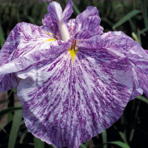 洗練された色彩が美しい花菖蒲（ハナショウブ）。アヤメ科の多年生植物で、水辺に生え5〜6月に大きな美しい花を咲かせます。稲作と深く結びついた季節の花で、梅雨の到来を鮮やかに告げます。花茎の先端に2輪の花を咲かせます。1輪の開花期間は約3日で、...