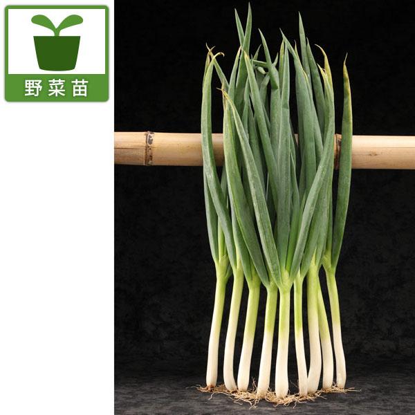 最新選抜育成された宿根性ネギです。特徴は甘くて美味しい品種です。一般のネギは糖度6〜7度ですが、さつき姫はネギ特有の辛味感なく、通常種の約2倍の甘みです。繊維質の残らない歯切れのよさは、サクサクしており、シャッキリとした感触で味わえます。今...