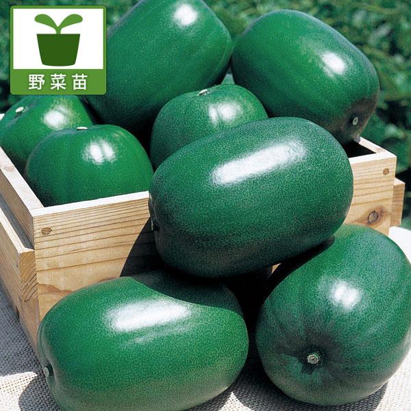 狭い面積でもネットに這わせて栽培でき、収穫できるミニサイズのとうがん（冬瓜・トーガン）です。食べ切りサイズで収穫後の保存も聞くので、貯蔵野菜としておすすめ！とうがんは暑気払いの野菜として重宝され、利尿作用があることでも知られており、中国では...