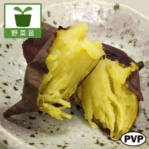 芋緑化 サツマイモ苗 芋緑化べにはるかはしっとりとした甘みの品種。焼きいもや蒸しいもにおすすめ。1パックに4株の苗が入っています。※詳しい商品説明は下のほうに記載があります