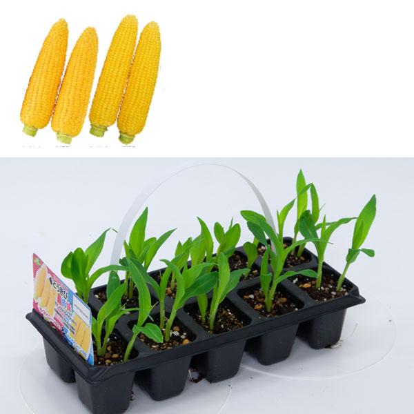 人気のとうもろこしの苗のセットです。甘くとろける柔らかさのイエローコーンです。穂重450〜500gと従来品種に比べボリュームアップした品種。※詳しい商品説明は下のほうに記載があります