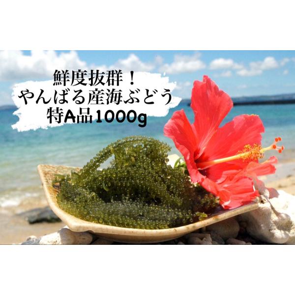 鮮度を保つために発送直前に収穫し、発泡スチロールに丁寧に梱包して全国どこでも発送から1日〜２日で届く特急便でお届けします！味や品質、実のつき方や鮮度には自信があります！！やんばるの大自然の中で育んだミネラルたっぷりの海ぶどう。東海岸で沖縄な...