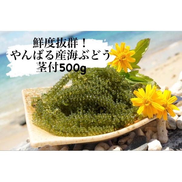 鮮度を保つために発送直前に収穫し、発泡スチロールに丁寧に梱包して全国どこでも発送から1日〜２日で届く特急便でお届けします！味や品質、実のつき方や鮮度には自信があります！！やんばるの大自然の中で育んだミネラルたっぷりの海ぶどう。東海岸で沖縄な...