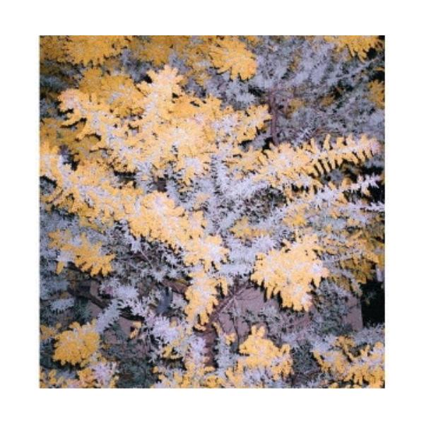 ■発送倉庫:DVD倉庫（※神奈川県からの発送）■種別:CD■発売日:2020/11/22■販売元:ブリッジ■説明:名古屋唄心秘宝クライムザマインド新作4thアルバム。ずっしり唄にフォーカス、他では聴けないアンサンブル、独自の詩世界、また同じ...