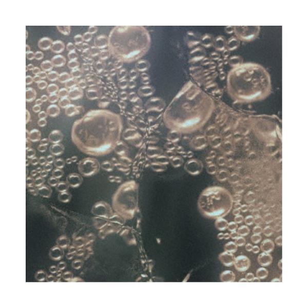 ■発送倉庫:DVD倉庫（※神奈川県からの発送）■種別:CD■発売日:2024/05/15■販売元:ブリッジ■説明:2018年のデビュー以来、数年間の沈黙を経て、marucoporoporoのファーストアルバム『Conceive the Se...