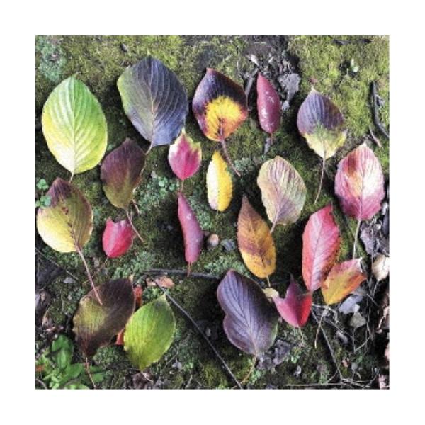 ■発送倉庫:DVD倉庫（※神奈川県からの発送）■種別:CD■発売日:2025/10/15■販売元:ブリッジ■収録:Disc.1／01.El Vito(4:01)／02.Adagietto from Symphony No.5(6:36)／0...