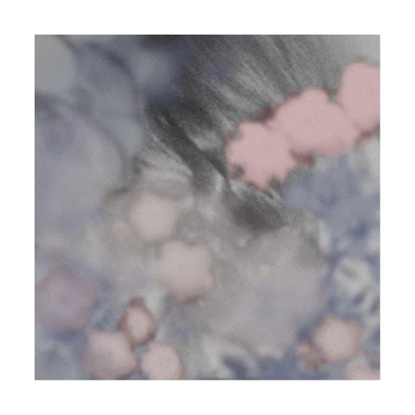 ■発送倉庫:DVD倉庫（※神奈川県からの発送）■種別:CD■発売日:2025/11/05■販売元:ウルトラ・ヴァイヴ■収録:Disc.1／01.somewhere in time(2:42)／02.petals in the wind(3:...