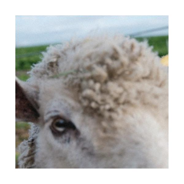 【発売日：2026年03月18日】■納期:発売日以降お届け■発送倉庫:DVD倉庫（※神奈川県からの発送）■種別:CD■発売日:2026/03/18■販売元:タワーレコード■収録:Disc.1／01.BAA， AS THE SHADOWS L...