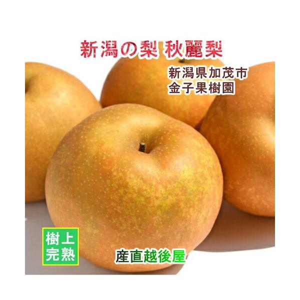 ●秋麗梨は、歯触りはとても軽く、果汁が多く甘味も甘すぎず飲み物のようなジューシで甘く美味しい梨です。●新感覚で食べられます。●金子果樹園は日本一長い信濃川沿いの肥沃な土壌を活かし果樹(稲作)栽培販売を行っております。●先祖代々から園地を守り...