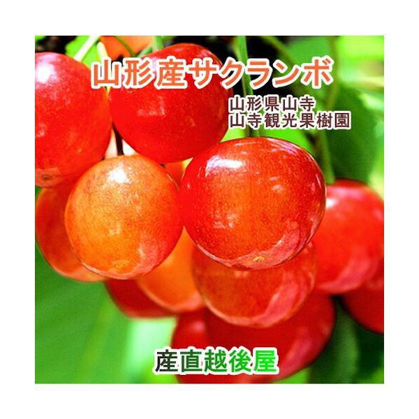 ●当園自慢の美味しいさくらんぼ佐藤錦です。甘味・酸味のバランスが良く一番人気の高い品種になります。●収穫時期は6月下旬頃からになります。●山寺は寒暖の差が大きいため、果物は味が濃く、おいしく育ちます。●山寺観光果樹園では、家族みんなでさくら...