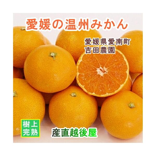 ●お得なＢ級品のため通常品に比べ、バラツキがあり小玉から大玉まで入ります。●傷や黒点があり見た目は良くないですが、中身は通常商品と大きく変わることはありません。●吉田農園は、四国　愛媛県の西南端、愛南町にあります。年間平均気温約17℃、年間...