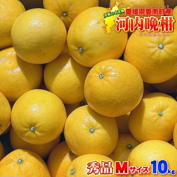 ■ 商 品 名 ■愛媛県産　秀品「河内晩柑」１０ｋｇ（Mサイズ）■ 生 産 地 ■愛媛県■ 内 容 量 ■１０ｋｇ■ 保 存 方 法 ■涼しい場所で保存してください。※冷蔵庫で保存すると長期保存も可能です。■ 配 送 方 法 ■佐川急便、ヤ...