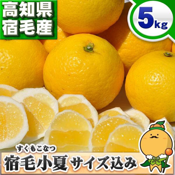 【商品名】　高知県宿毛産「訳あり宿毛小夏」　5kg【生産地】　高知県宿毛市【内容量】　大小サイズ込み　5kg【保存方法】　涼しい場所で保存してください。※乾燥しないようにポリ袋に入れ冷蔵庫で保存すると長期保存が可能です。【配送方法】　佐川急...