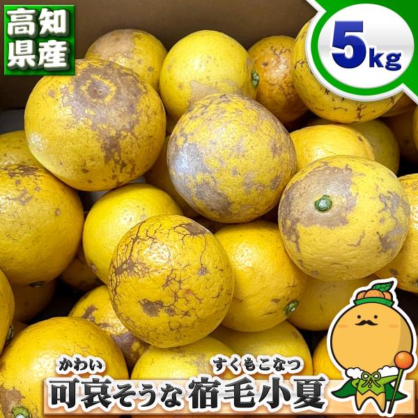 【商品名】　高知県宿毛産「可哀そうな宿毛小夏」　5kg【生産地】　高知県宿毛市【内容量】　大小サイズ込み　5kg【保存方法】　涼しい場所で保存してください。※乾燥しないようにポリ袋に入れ冷蔵庫で保存すると長期保存が可能です。【配送方法】　佐...