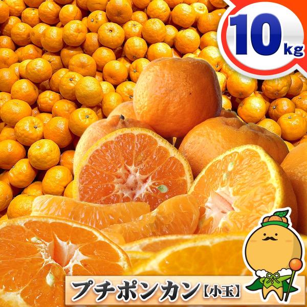 【商品情報】愛媛の甘くて美味しい ポンカンリアス式海岸に沿った段々畑で潮風と太陽をいっぱいに浴びて育ちました。甘さが凝縮されています。◆コンディション　：ご家庭用 ご自宅用 訳あり キズや汚れがありますので贈り物には向きません。◆品　種　：...