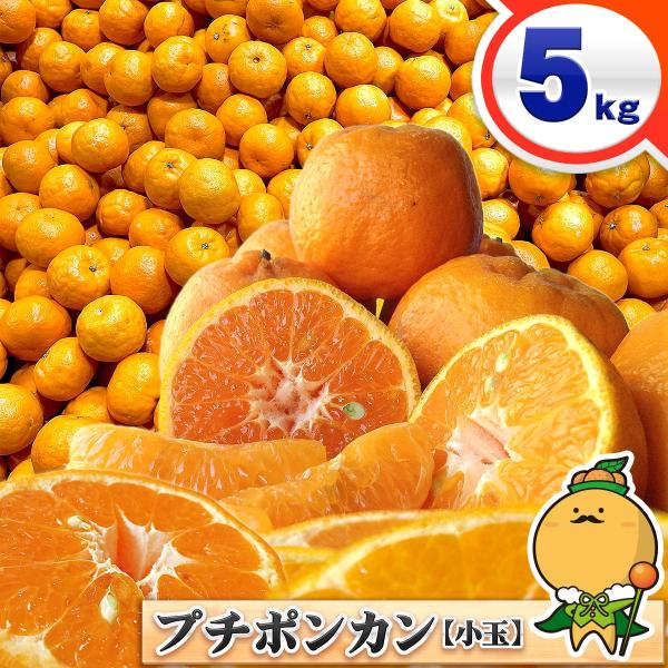 【商品情報】愛媛の甘くて美味しい ポンカンリアス式海岸に沿った段々畑で潮風と太陽をいっぱいに浴びて育ちました。甘さが凝縮されています。◆コンディション　：ご家庭用 ご自宅用 訳あり キズや汚れがありますので贈り物には向きません。◆品　種　：...