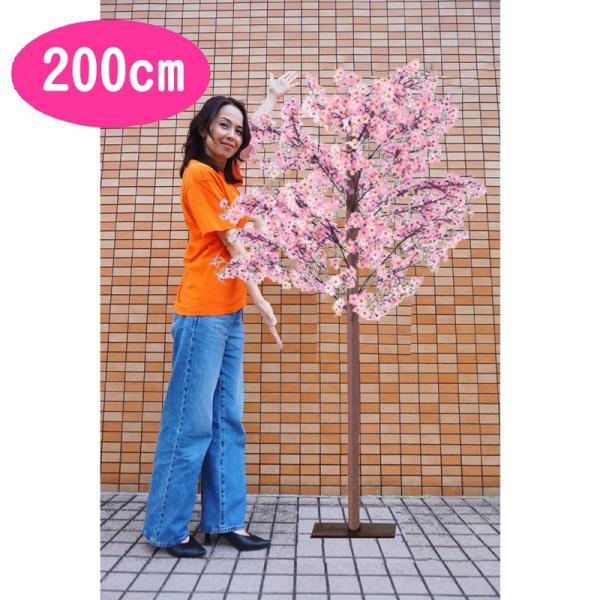 【商品番号】 No.2296　桜装飾　桜立ち木　H200cm（2分割）　ワイド【内容】 桜装飾の桜立ち木は、2メートルの高さを誇る組立式の造花ツリーです。卒業式や入学式といった特別なイベントの装飾に最適で、華やかな雰囲気を演出します。リアル...