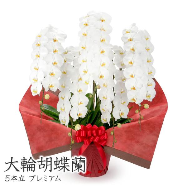 胡蝶蘭の花言葉は「幸福が飛んでくる」。豪華で上品で清潔感のある色合いの白い大輪の花は、数週間から数ヶ月も長持ちするため、縁起物として重宝されます。至高の限りを尽くした５本立のプレミアム胡蝶蘭は、大切な方へのお祝い事のギフトや、取引先・得意先...