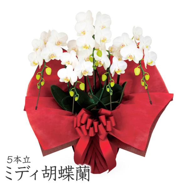 ミディ胡蝶蘭は、胡蝶蘭よりも花が小振りで、省スペースのお店やご自宅でも飾りやすいサイズです。５本立ならではの豪華さや気品があり、より華やかな雰囲気が味わえます。開業祝い・開店祝いや誕生日・長寿祝いなどのお祝いのギフトとして、最適です。 ■サ...