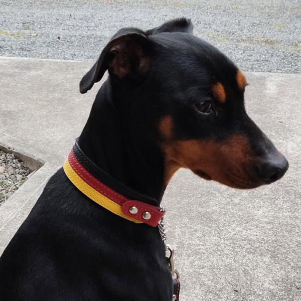 原産国の国旗カラーをデザインしたハーフチョークです。サイズ調整がなく頭を通すということでかなりシビアにサイズを測ってもらうことになりますので必ず下の測り方を実行してください。（どうしてもサイズが合わない場合は交換もいたします）。ボストンテリ...