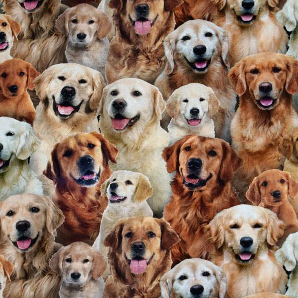 ゴールデン・レトリバーだけの柄パピーから成犬まで、ゴールデン・レトリバーらしく愛情深い表情でこちらを見つめてきます。ゴールデン・レトリバー好きな方は見逃せないはず。ベスト・フレンド・708マルチBEST FRIEND 708MULTI 70...