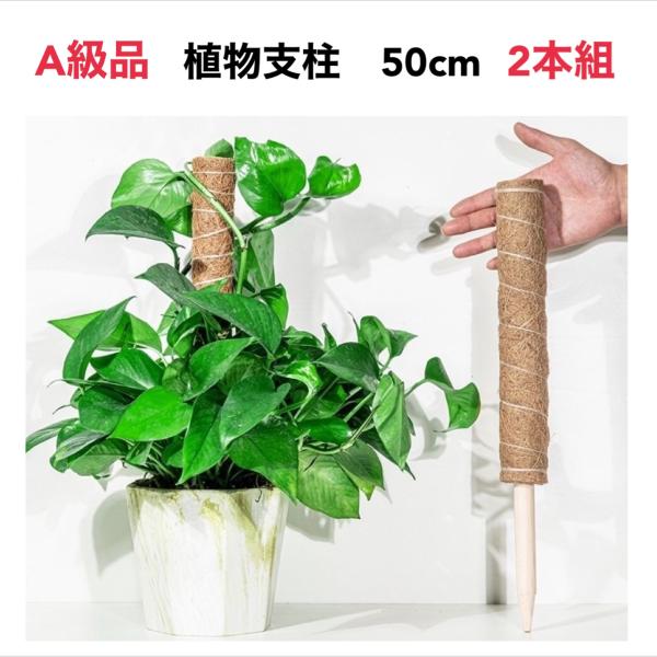 【A級品ココナッツ支柱】大型オーブン機で殺菌・乾燥させた天然ココナッツ繊維を硬くて防虫・防カビに優れたブナの木、硬くて高級な太い塩ビ管に一つ一つ丁寧に手作業で巻いたA級品のココナッツ支柱です。【ココナッツ支柱の特性】天然ココナッツの繊維から...