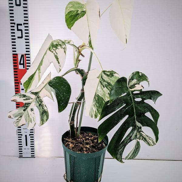 サイズ：写真に掲載安心のしっかり発根済み鉢植えのまま発送いたします。※長い気根や鉢底から出た根は発送前にカットして梱包いたします。【注意事項】※気温の変化が激しい為、葉の変色が速くなっています。　ご購入後、到着までに、葉が茶色になる恐れがあ...