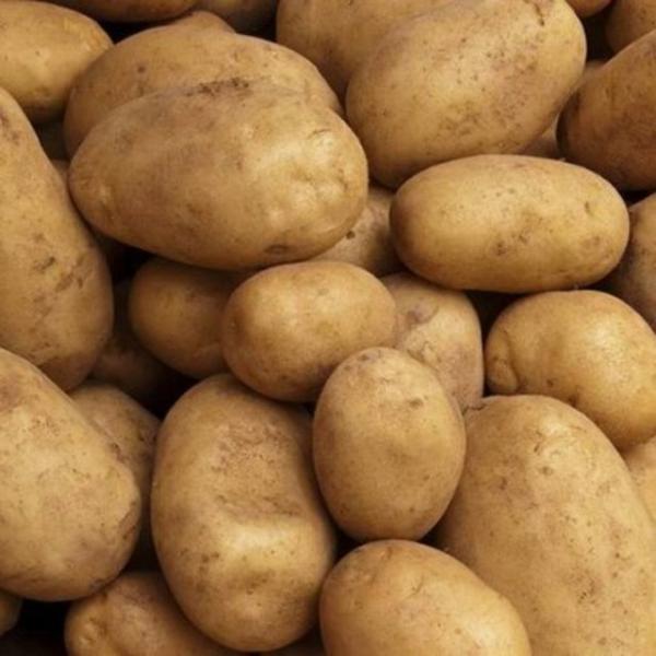 鳥取県大山山麓で栽培 安心安全なジャガイモ自然農法(協生農法) 自然な環境状態に播種をして、雑草も抜かずに自然の力だけで収穫をすること 栽培期間農薬化成肥料不使用栽培。