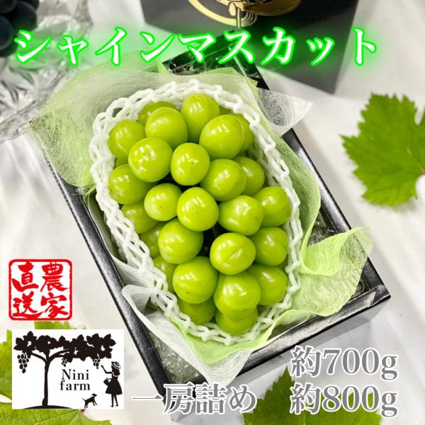 【発売日：2026年08月05日】晴れの国岡山県で太陽の光を沢山浴びた、甘くて大粒、種無しで皮ごと食べれるシャインマスカット。Nini farmが栽培するシャインマスカットのなかでも、特に厳選した1房を高級感のある化粧箱へ丁寧に詰めました。...
