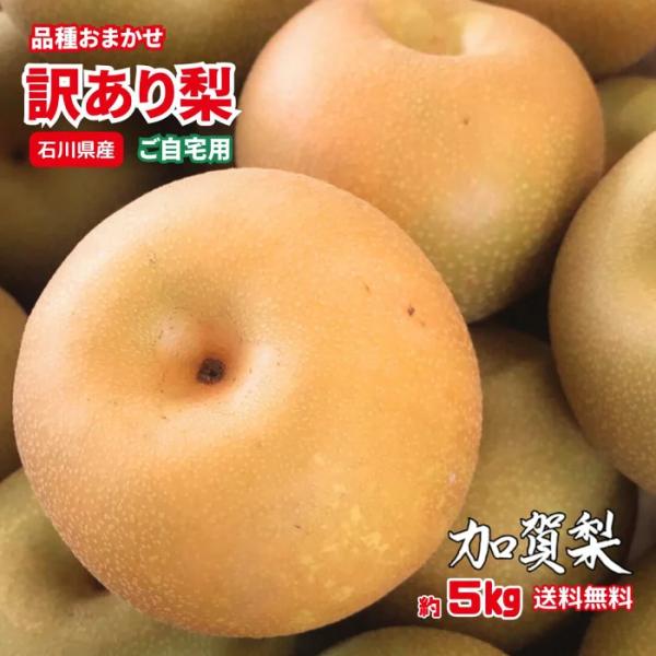 ◆名称：訳あり梨◆品種：新水・夏雫・八郷・幸水・豊水・秋月・新高 ・愛甘水品種はお任せください。今、旬の品種をお届けいたします。◆内容量：約5kg◆産地名：国産（石川県加賀市産）◆保存方法・冷蔵庫（野菜室）で保存してください・到着後すぐに中...
