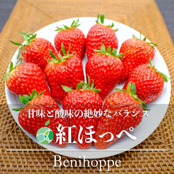 紅ほっぺ（いちご）は、章姫（あきひめ）とさちのかを交配して誕生した静岡県生まれのいちごで、2002（平成14）年に品種登録されました。甘み、酸味とも強く味はとても濃厚でコクがあります。果実は内部まで赤く、果肉は固めでしっかりとした食感が特徴...