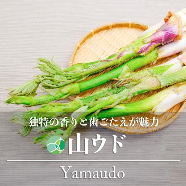 山ウド（山独活）は、ウコギ科タラノキ属の多年草で新芽と若い茎を食用にします。独特な香りとシャキシャキとした歯ごたえが特徴的な山菜です。特に天然物は希少で、ハウス栽培物と比べて風味や香りが強く歯ごたえもよいので、その魅力を存分に味わうことがで...