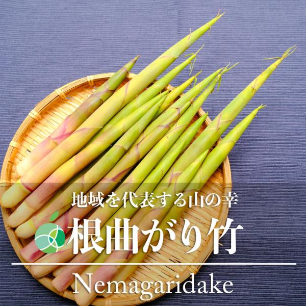 根曲がり竹はチシマザサ（千島笹）の若芽のことで、地域によって呼び名が異なります。雪の量が多い地域である長野県や新潟県、東北地方などでは根曲がり竹、山陰地方では姫竹と呼ばれることが多いようです。雪国では若芽が地上に顔を出す頃、まだ積雪があり、...