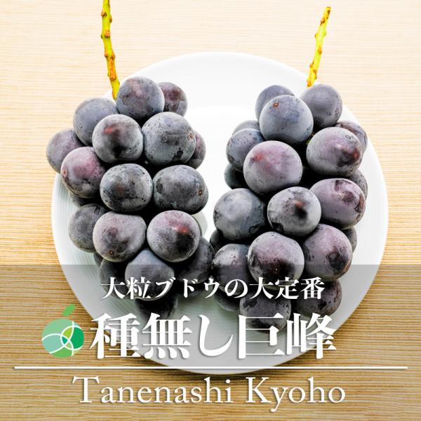 巨峰は、日本でもっとも生産量の多いぶどうで、なかでも長野県は生産量全国第1位。その名の由来は日本一の山である富士山にちなんで名付けられました。皮は黒に近い紫色で、酸味は少なく強い甘みがあります。種なしなので食べやすいのが特徴です。生産者が適...