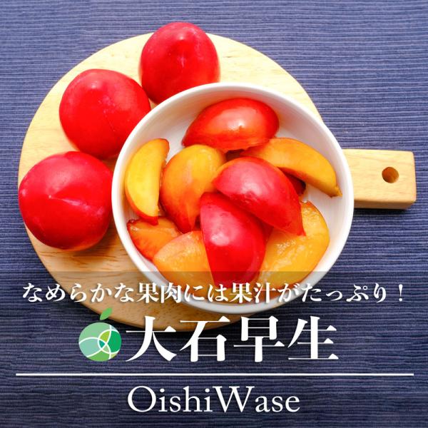 大石早生（おおいしわせ）は、日本で一番多く栽培されている福島県生まれのすもも（プラム）で、1952（昭和27）年に品種登録されました、名前は育成者である大石俊雄氏に由来します。すももの中では早い時期に出まわる早生品種で、果肉の色は黄色。果皮...