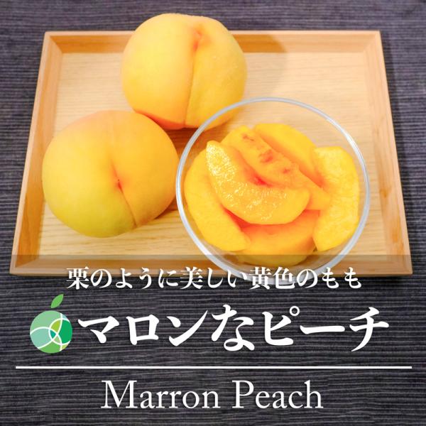 マロンなピーチは、黄金桃を収穫直前まで袋をかけて栽培することで、栗の果肉のような美しい黄色に育てたももです。黄色くてほどよい硬さをもった果肉は、しっかりとした食感ですが、熟すととろけるような食感となり、まるでトロピカルフルーツ。濃厚な甘さと...