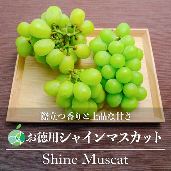 房と粒の大きさが揃っていない、お徳用シャインマスカットです。もちろん味や品質にはまったく問題はありません。シャインマスカットは、種が無く皮ごと食べられることもあり、登場以来大人気の品種です。実をまるごと口に入れると、薄い皮のパリッとした食感...