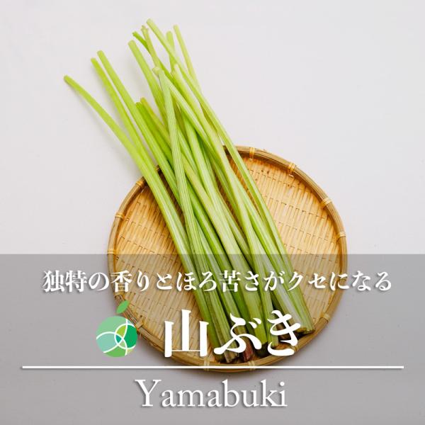 山ぶきはキク科フキ属の多年草です。数少ない日本原産の野菜で、日本全国に自生しています。本商品は山間に自生している、つまり天然に生えているもので、細くて風味が強いのが特徴です。最近では天然物の収穫量も減少しており、大変貴重なものになってきまし...