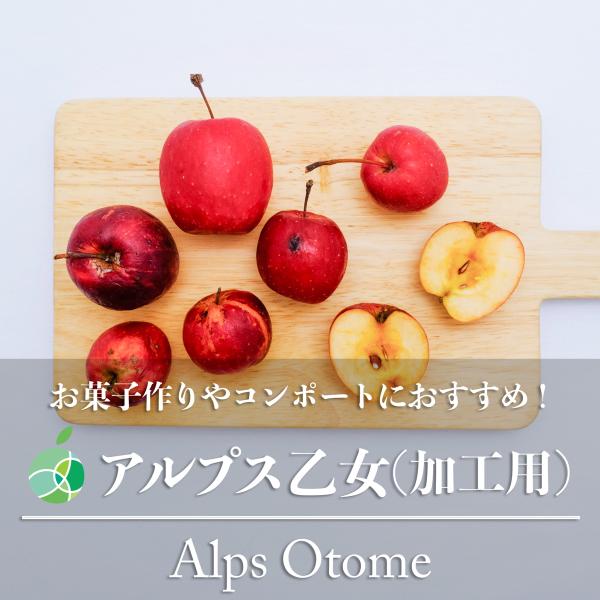 ※本商品はシワ・キズなどがある生食には適さない加工用ですが、加熱調理すればおいしく食べられます。アルプス乙女は直径5cm前後の小さな食用の姫りんごです。ふじとヒメリンゴのかけ合わせによって、長野県の農場で偶然生まれた品種だと言われています。...