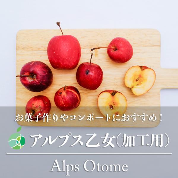 ※本商品はシワ・キズなどがある生食には適さない加工用ですが、加熱調理すればおいしく食べられます。アルプス乙女は直径5cm前後の小さな食用の姫りんごです。ふじとヒメリンゴのかけ合わせによって、長野県の農場で偶然生まれた品種だと言われています。...