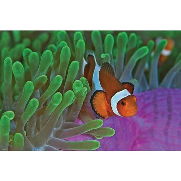 カクレクマノミとイソギンチャクの輸入ポスターです。【英文タイトル】 Clownfish &amp; Anemones【サイズ】 61.0 × 91.5 cm【適合ポスターフレームサイズ】 WG サイズ●ポスターは全て著作権・版権・肖像権 所...