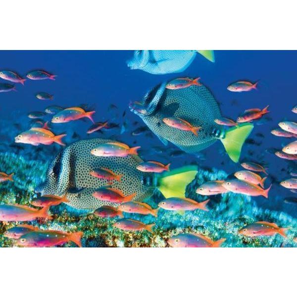 イエローテールサージョンフィッシュの輸入ポスターです。【英文タイトル】 Yellow-Tailed Surgeonfish【サイズ】 61.0 × 91.5 cm【適合ポスターフレームサイズ】 WG サイズ●ポスターは全て著作権・版権・肖像...