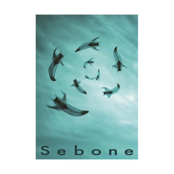 【発売日：2026年03月25日】とた (トタ とた)2026年3月25日 発売1stアルバム『oidaki』以来、3年ぶりとなるニューアルバムを2作品同時リリース!『Sebone -脊髄盤-』『Sebone -脊椎盤-』に、LIVE DV...