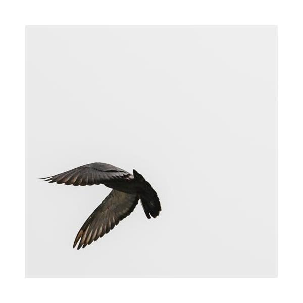 【発売日：2025年12月26日】ルシッド・フォール (フォール ルシッド ふぉーる るしっど)2025年12月26日 発売CD:11.ピエタ2.心3.老いたオリーヴの木の歌4.灯台守5.アグア6.水仙7.レ・ミゼラブル Part 38.花...