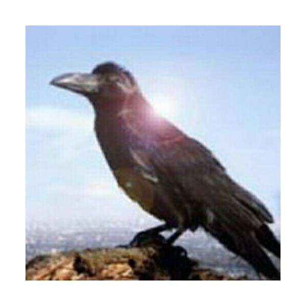 【発売日：2006年03月29日】エレファントカシマシ (えれふぁんとかしまし)2006年3月29日 発売2004年9月発表の『風』以来、1年半ぶりのオリジナル・フル・アルバム。CD:11.地元のダンナ2.理想の朝3.甘き絶望4.すまねえ魂...